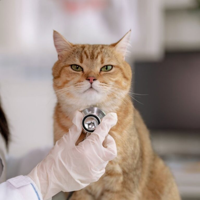 Veterinarian for Cats and Dogs in San Dimas, CA - PetVets Animal Hospital